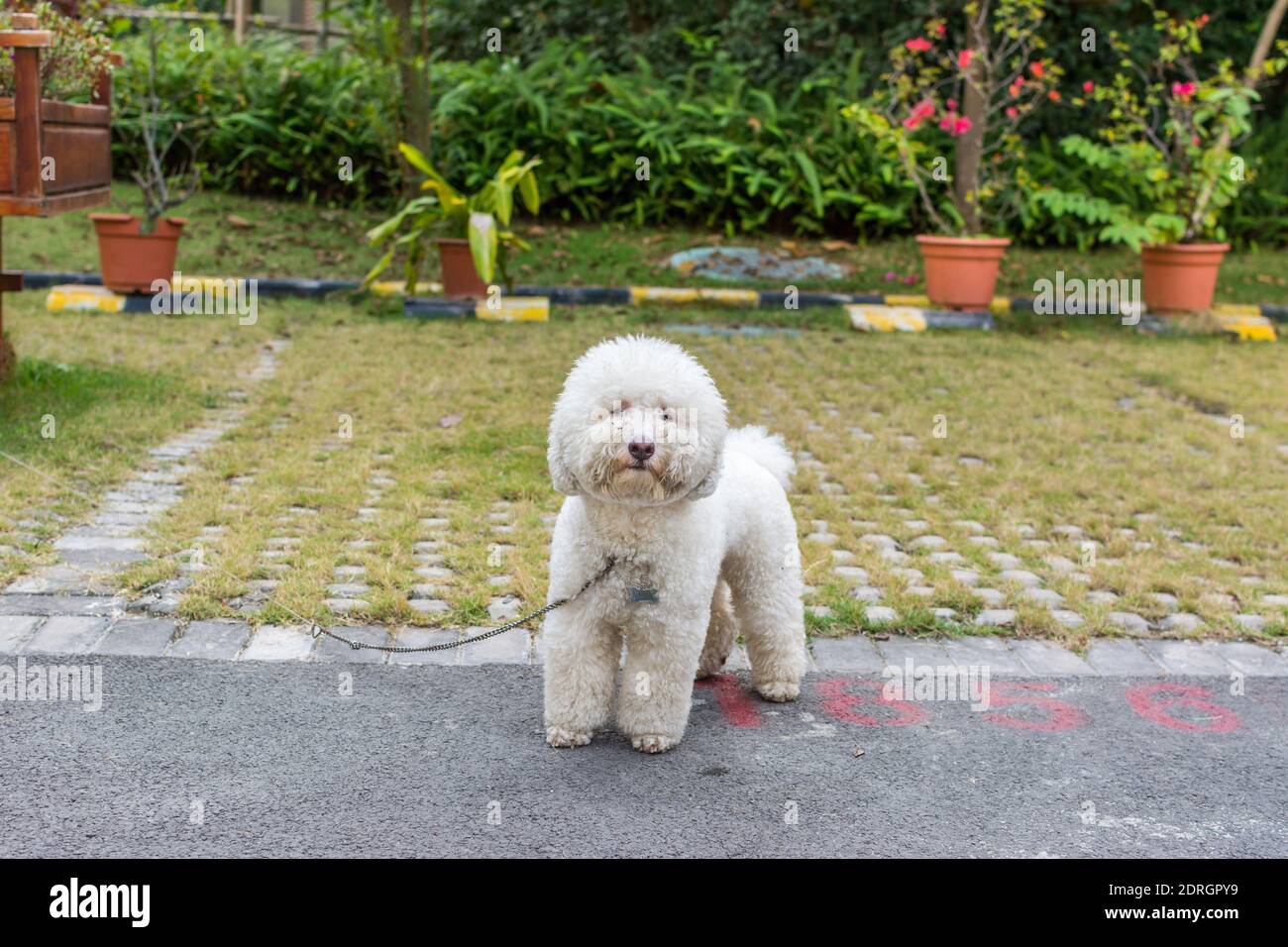 Bichon Frise pet dog with leash locked in the a park Stock Photo - Alamy