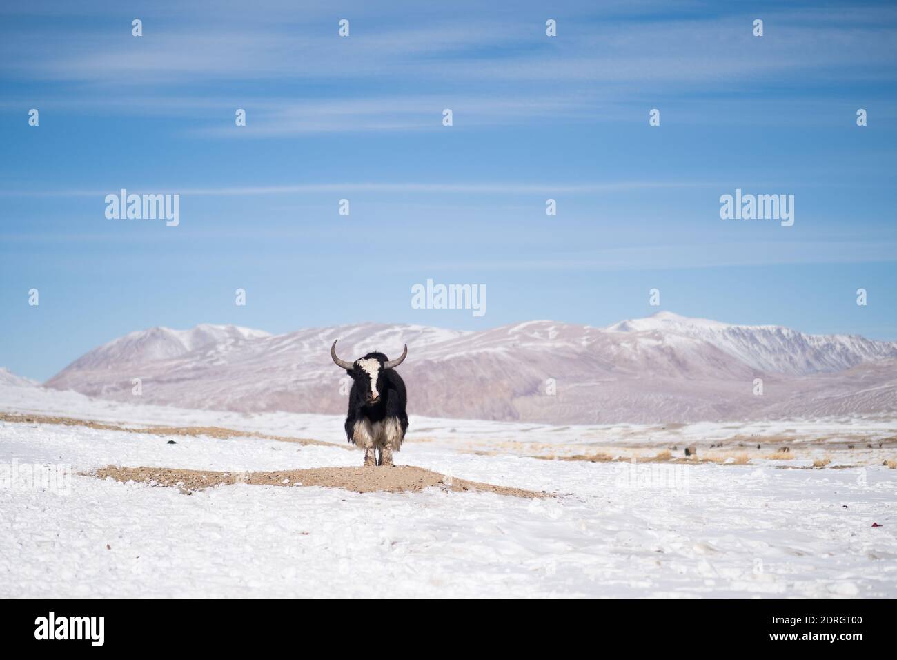 Yak Standing On Snow Covered Field Stock Photo - Alamy