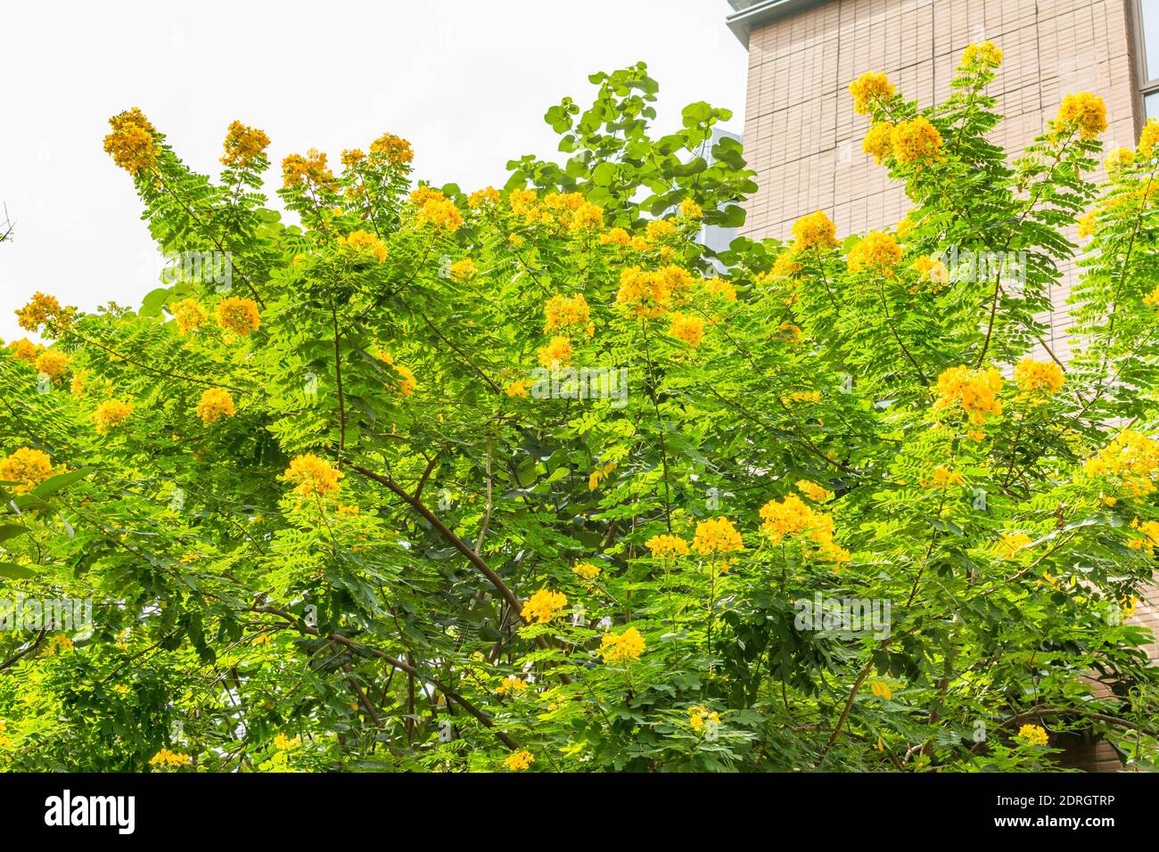 Senna surattensis hi-res stock photography and images - Alamy