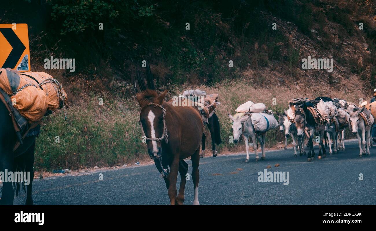 Working donkey group hi-res stock photography and images - Alamy