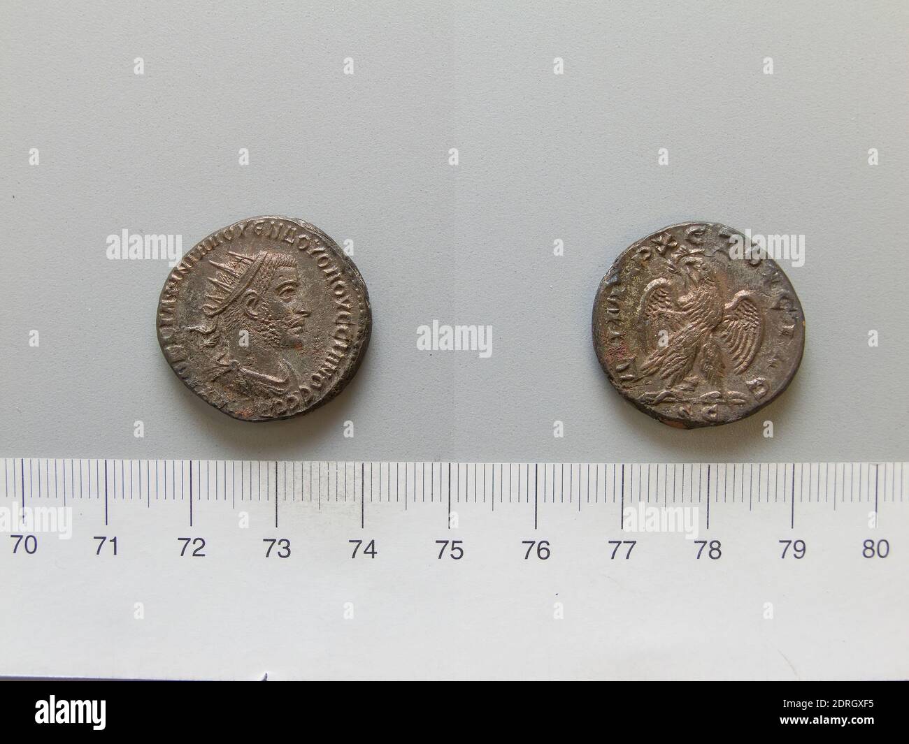 Gallus volusianus hi-res stock photography and images - Alamy