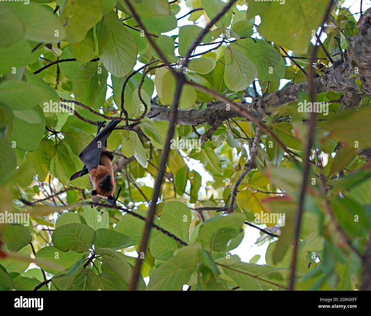 Flying fox bat in the tree, Maldives Stock Photo - Alamy