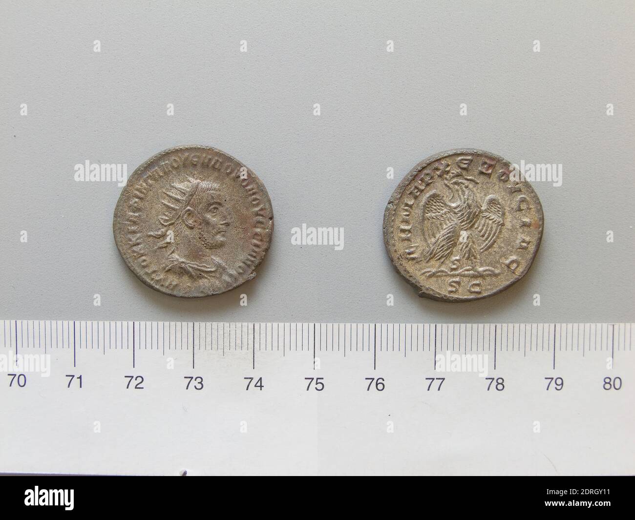 Gallus volusianus hi-res stock photography and images - Alamy