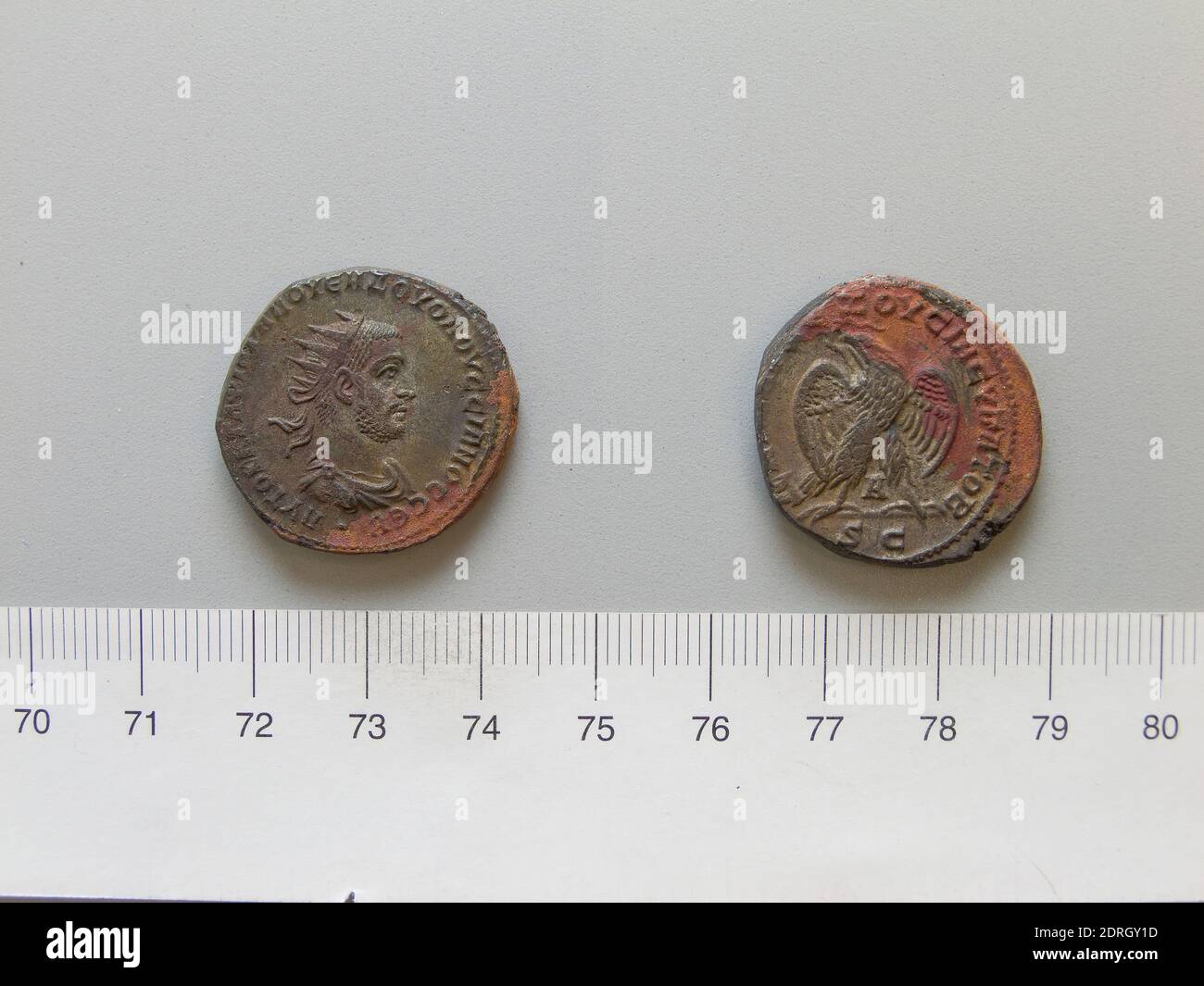 Gallus volusianus hi-res stock photography and images - Alamy