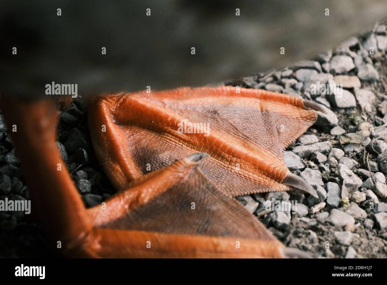 Duck feet hi-res stock photography and images - Alamy