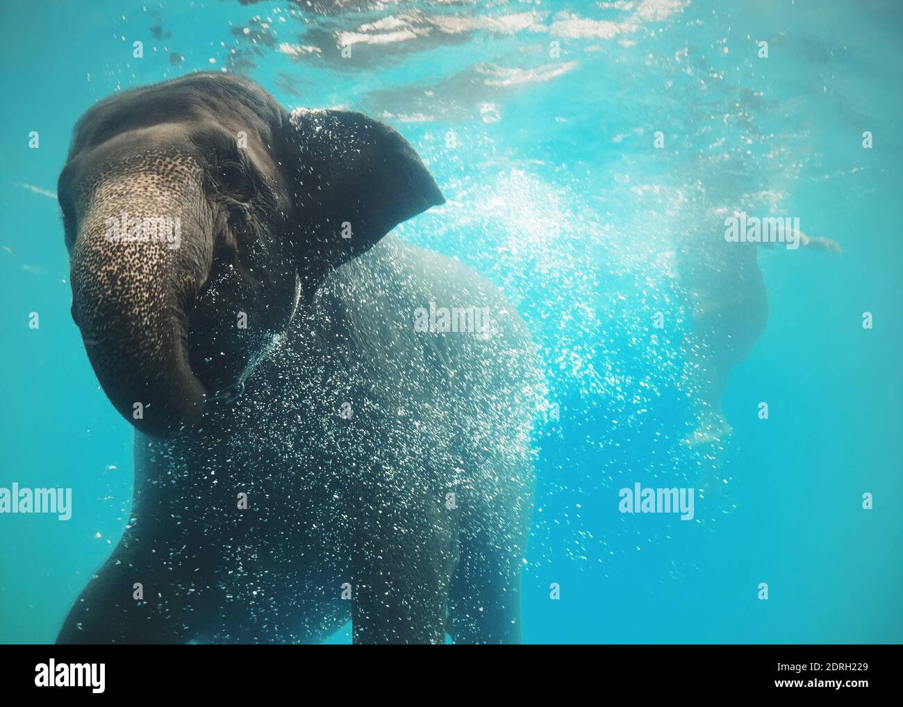 Elephant Swimming Underwater High Resolution Stock Photography and ...