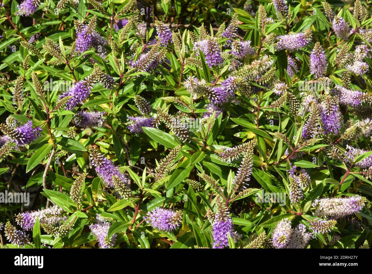 Hebe flowering hi-res stock photography and images - Alamy