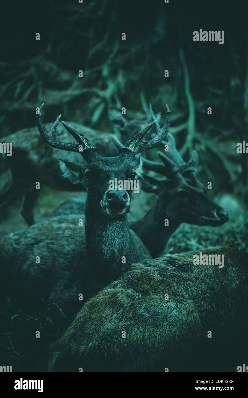 Deer night camera hi-res stock photography and images - Alamy