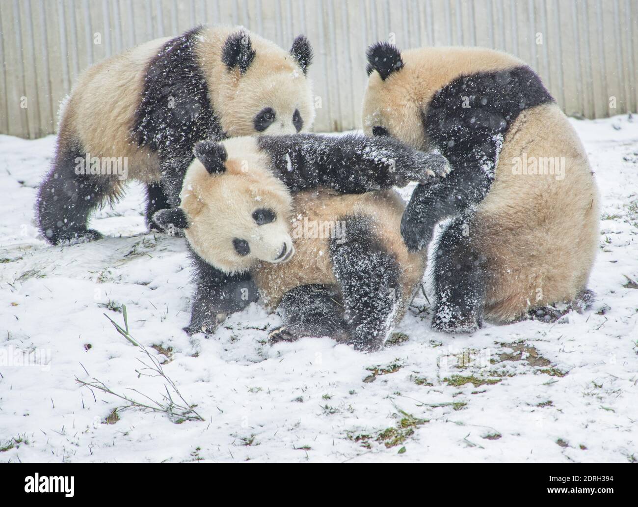 Panda's playing in snow hi-res stock photography and images - Alamy
