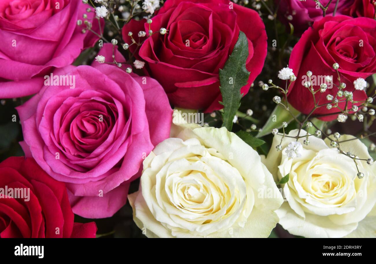 bouquet of pink and white roses Stock Photo - Alamy