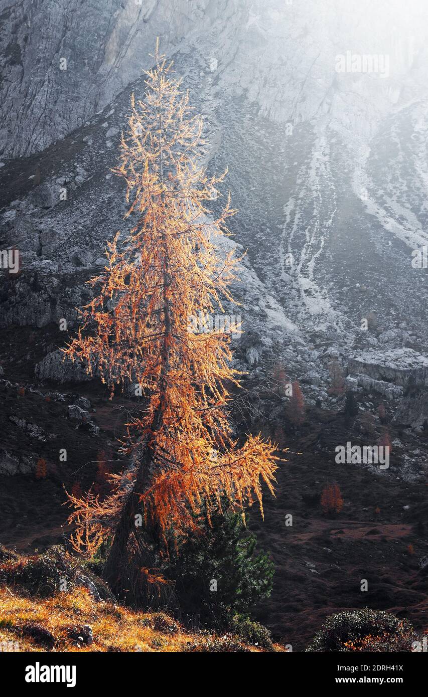 Firework Display Over Trees In Forest During Winter Stock Photo - Alamy
