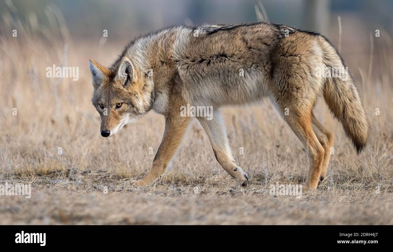 Banff coyote hi-res stock photography and images - Alamy