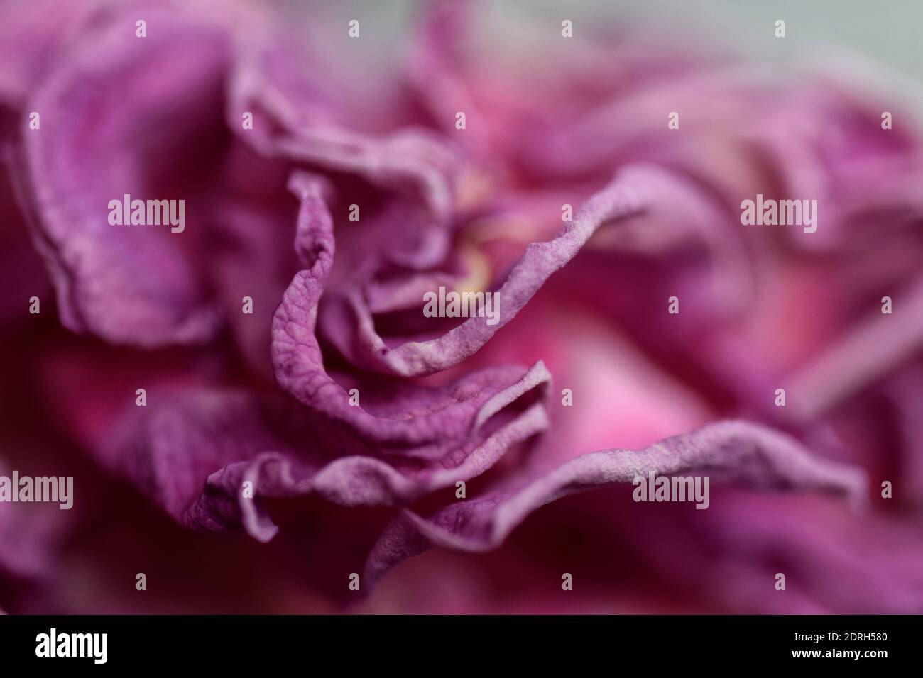 still life of dead pink rose Stock Photo - Alamy