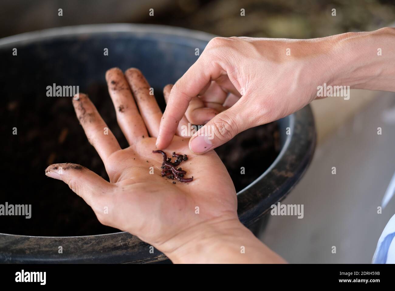 Earthworm compost hi-res stock photography and images - Alamy