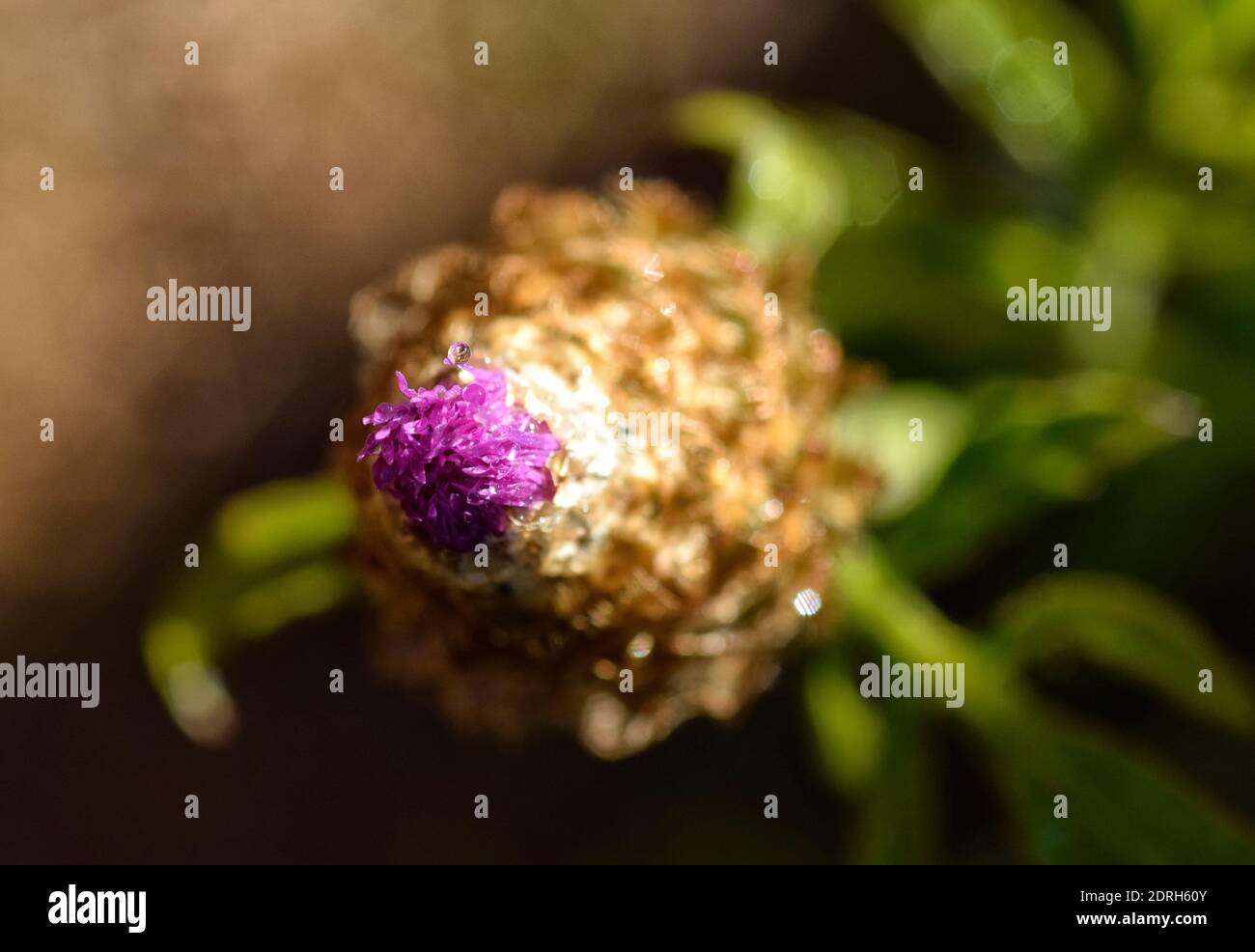 centaurea dealbata bud Stock Photo - Alamy