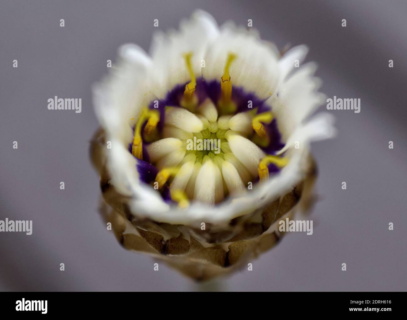 catananche caerulea alba Stock Photo - Alamy