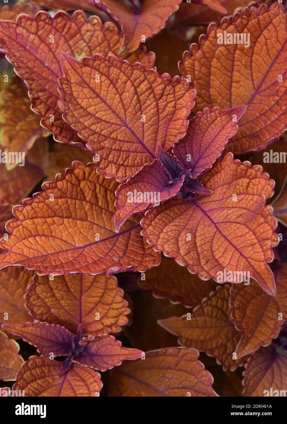 Solenostemon Coleus 'Sedona' Stock Photo - Alamy