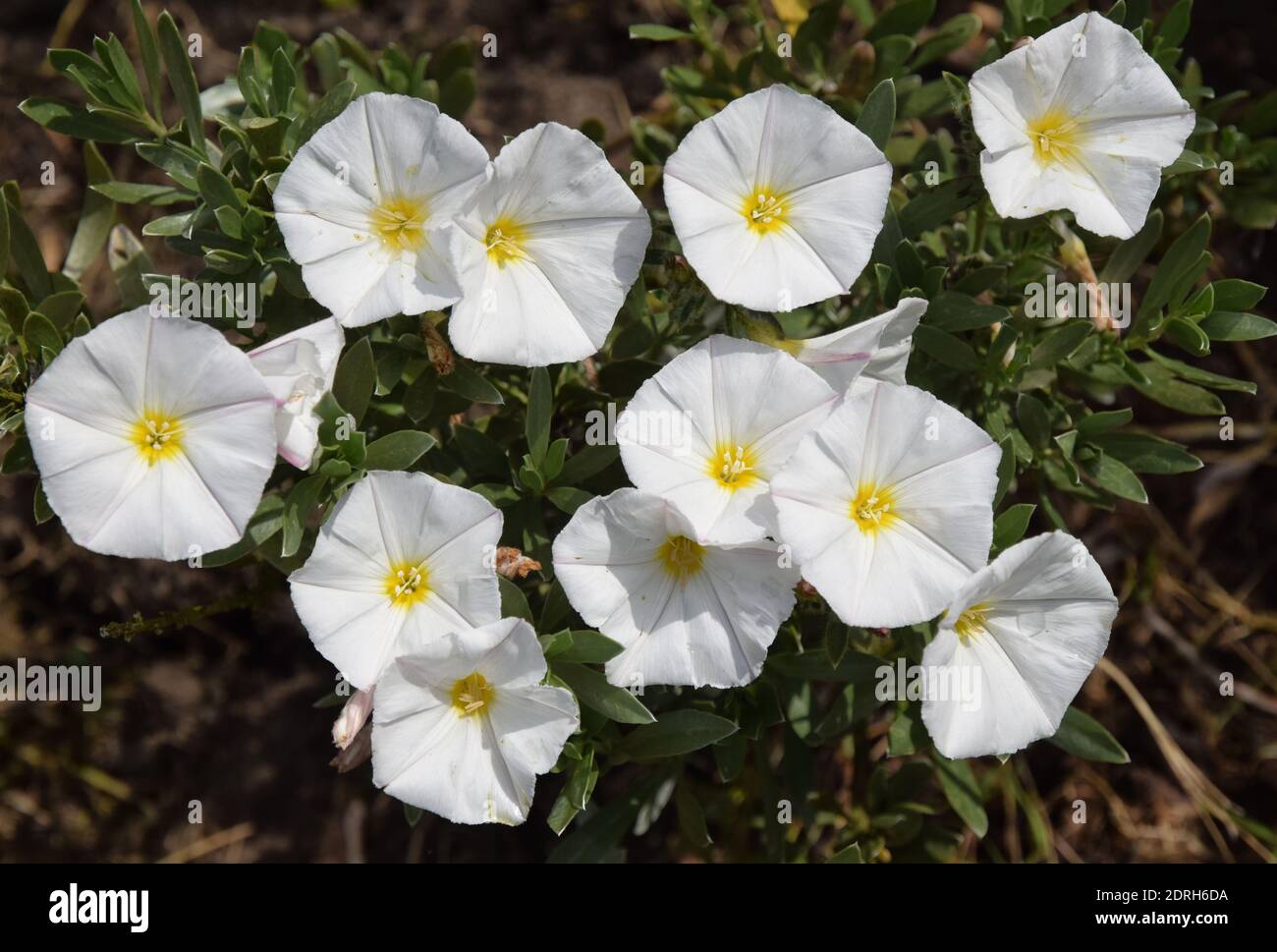Convulvulus flowers hi-res stock photography and images - Alamy