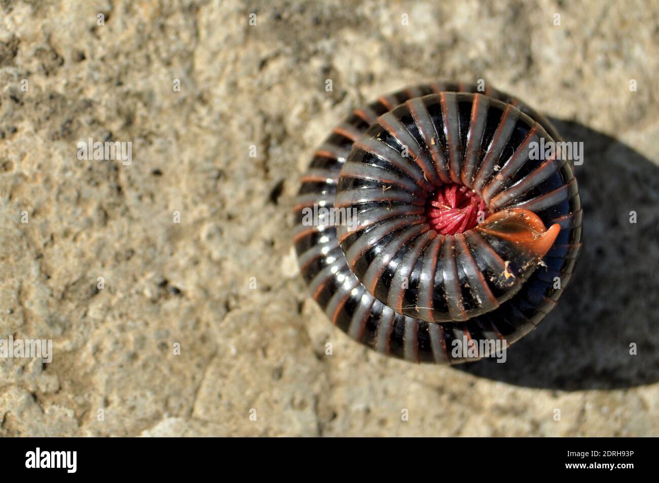 Millipede Millipedes High Resolution Stock Photography and Images - Alamy