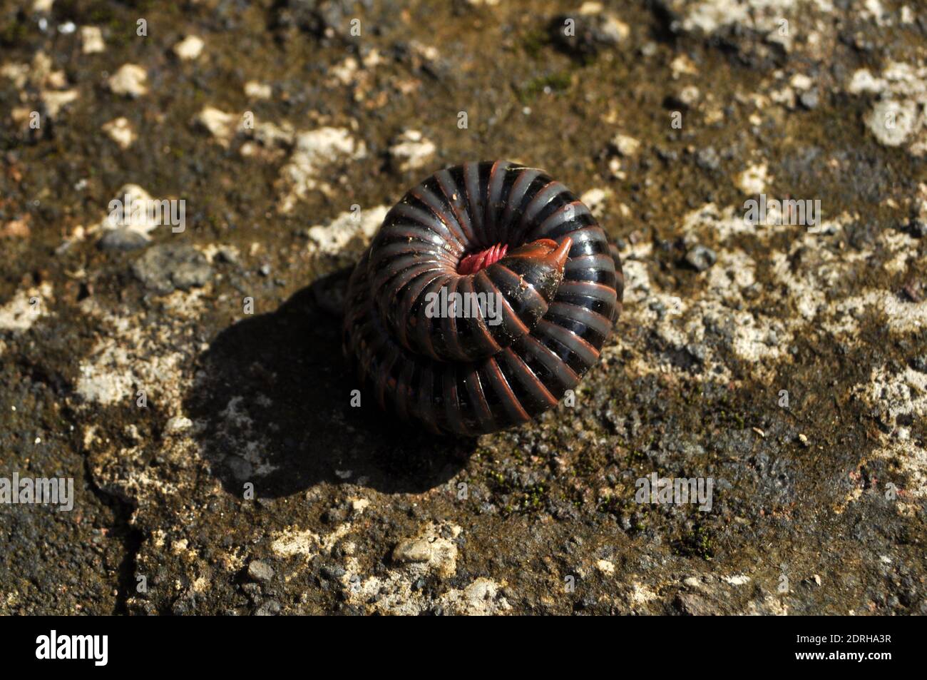 Black diplopoda arthropod hi-res stock photography and images - Alamy