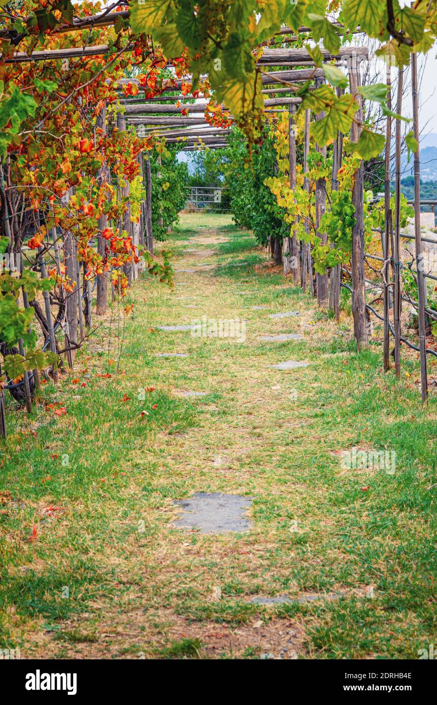 Corridor alley of green dangling grapevine plants on top of ancient ...