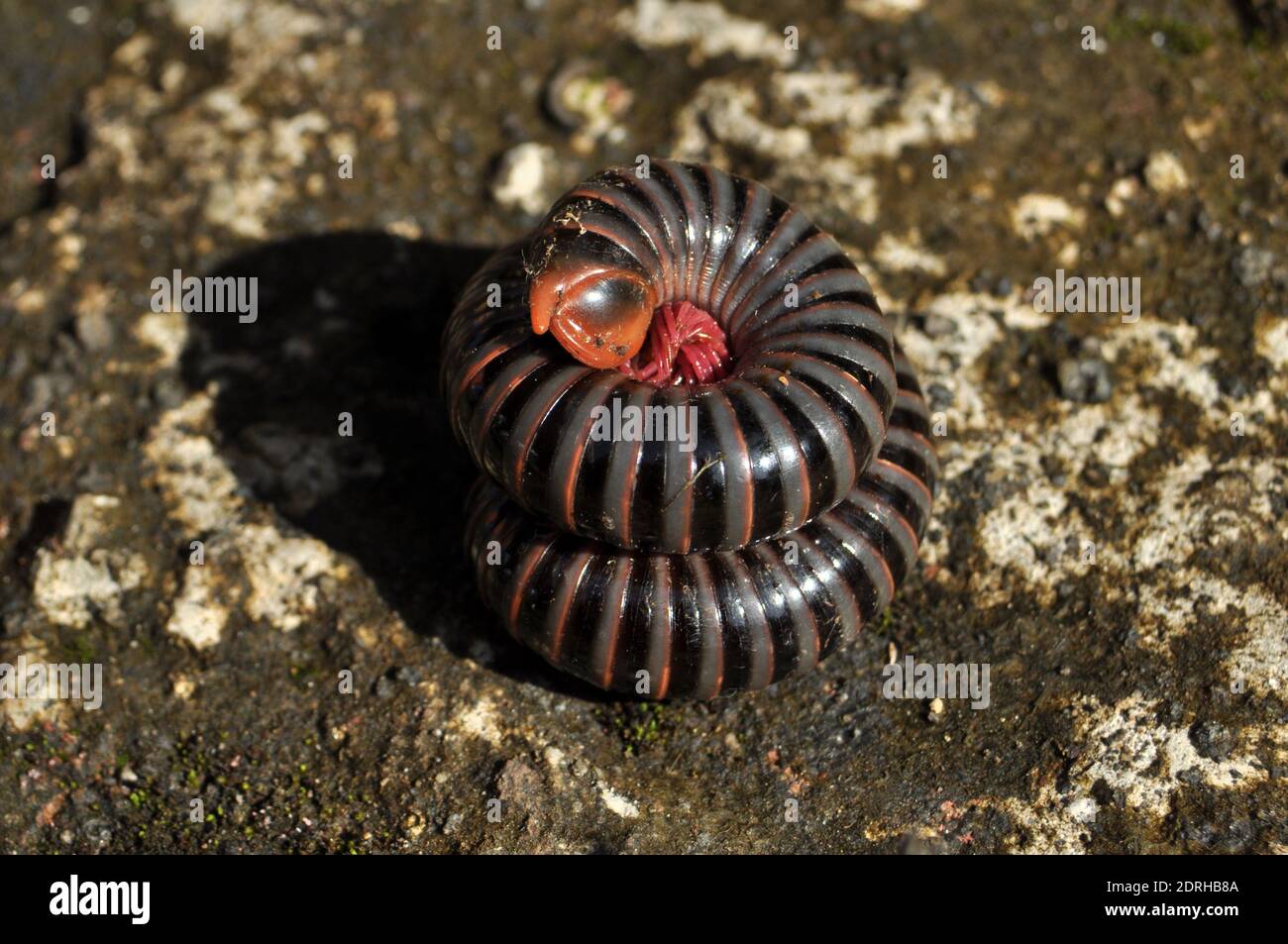Curled Worm High Resolution Stock Photography and Images - Alamy