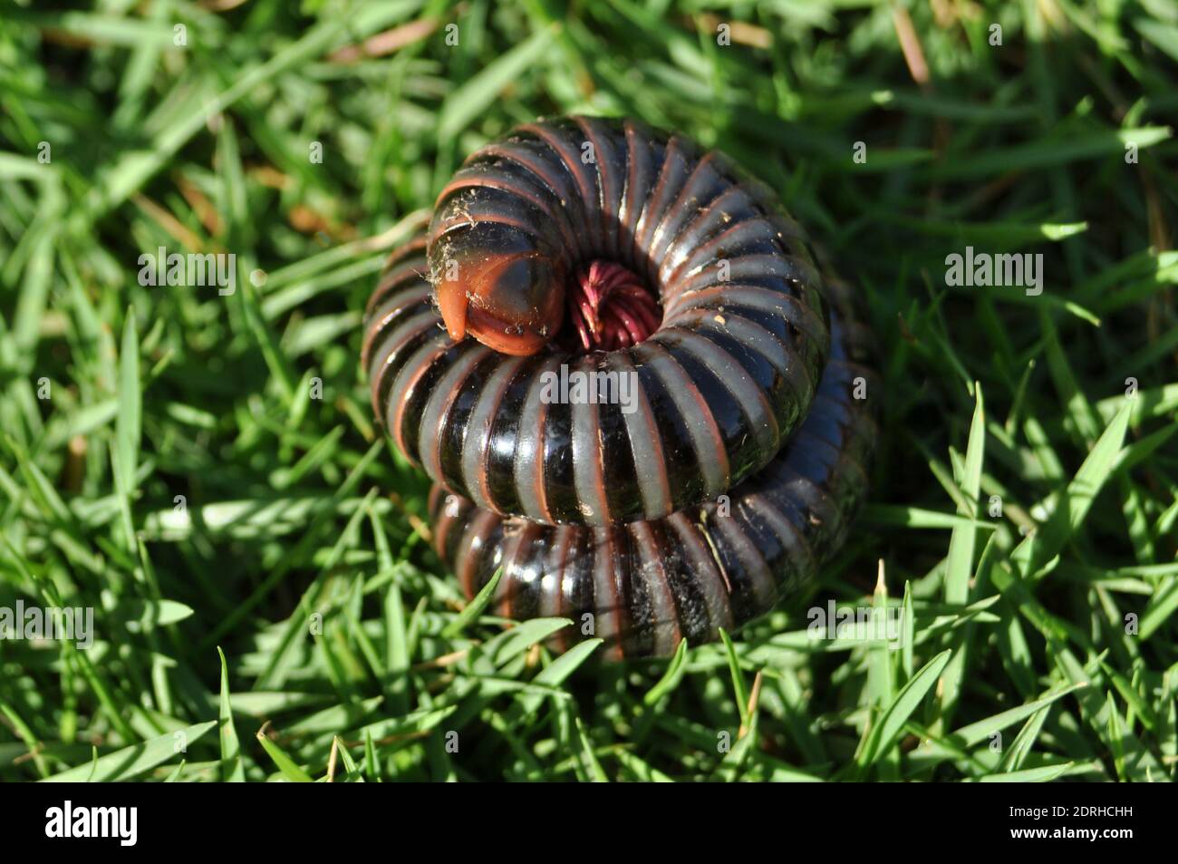 Curled Worm High Resolution Stock Photography and Images - Alamy