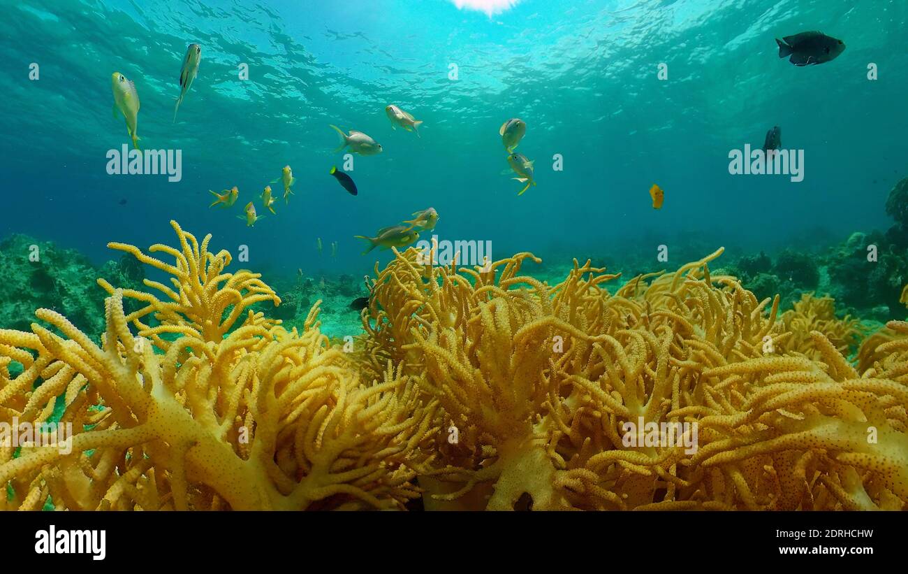 Underwater Colorful Tropical Fishes. wonderful and beautiful underwater ...