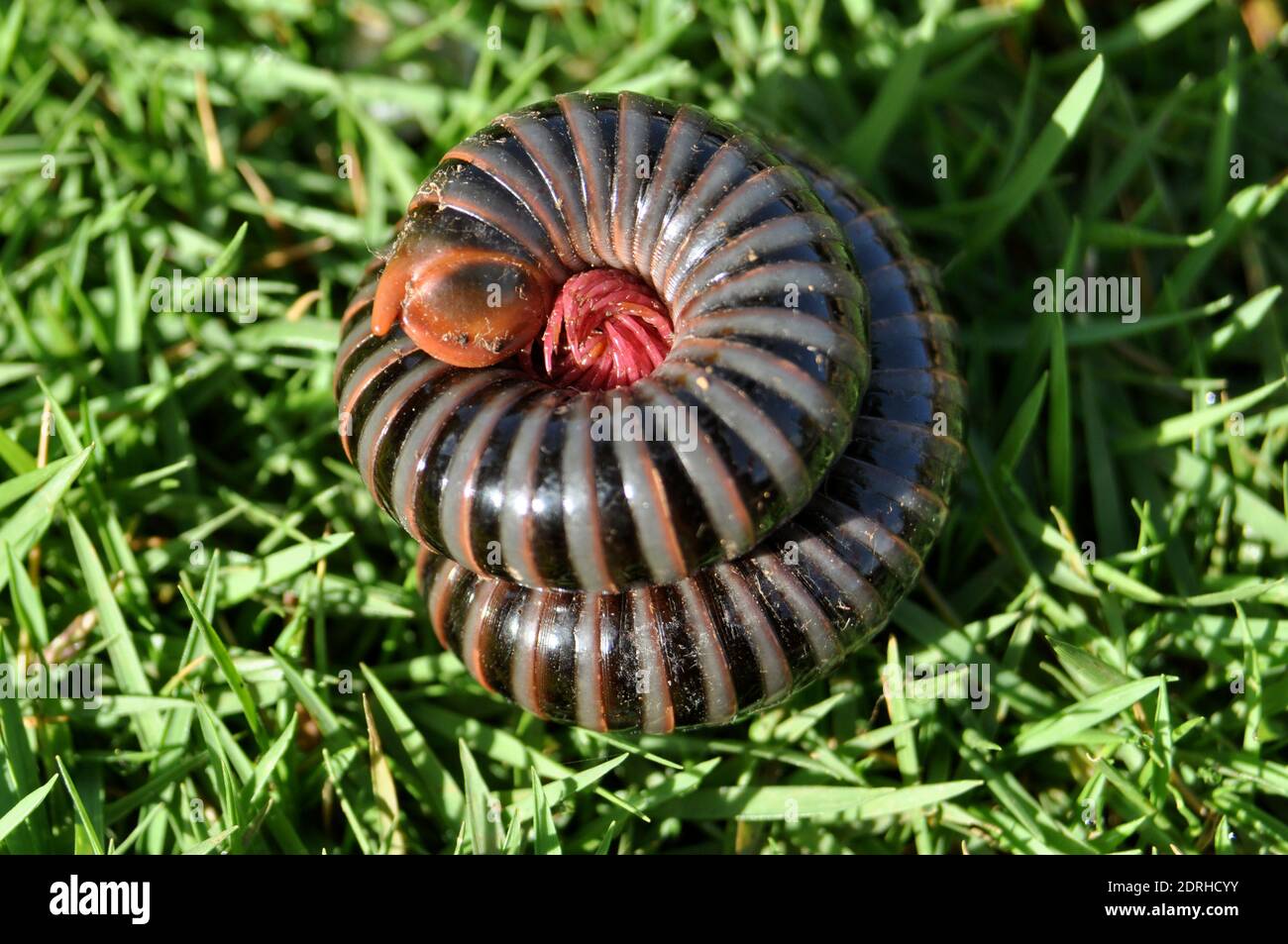 Millipedes are curled up outdoors Stock Photo - Alamy
