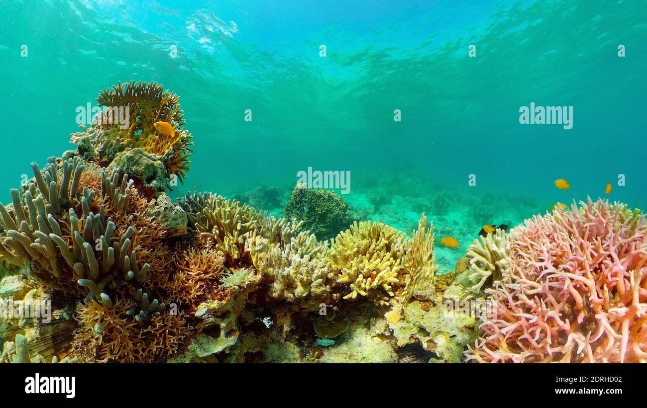 Coral reef and tropical fishes. The underwater world of the Philippines ...