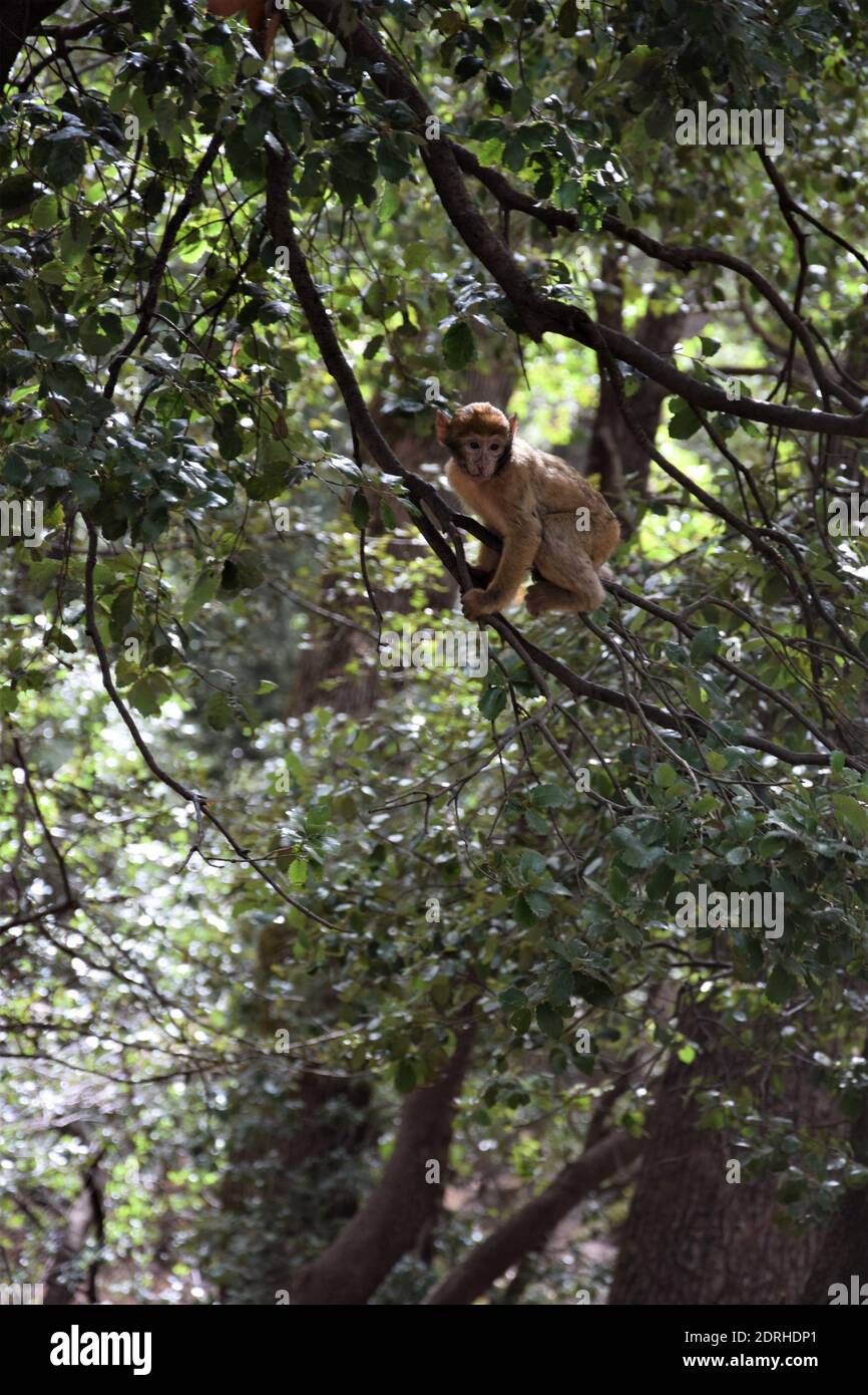 Barbary Macaque in Morocco Stock Photo - Alamy