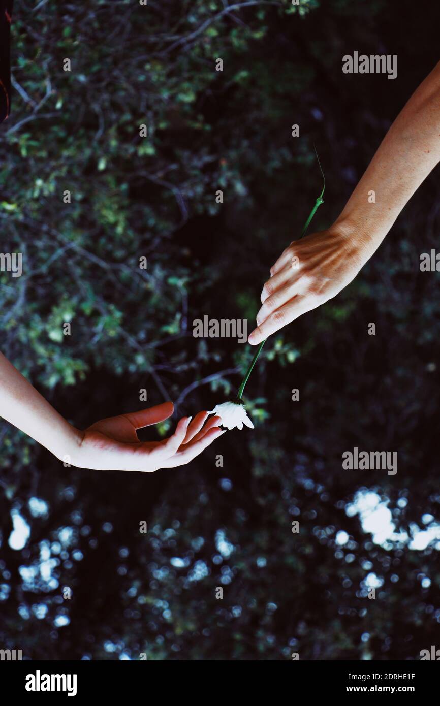 Hand Giving Flower High Resolution Stock Photography and Images - Alamy