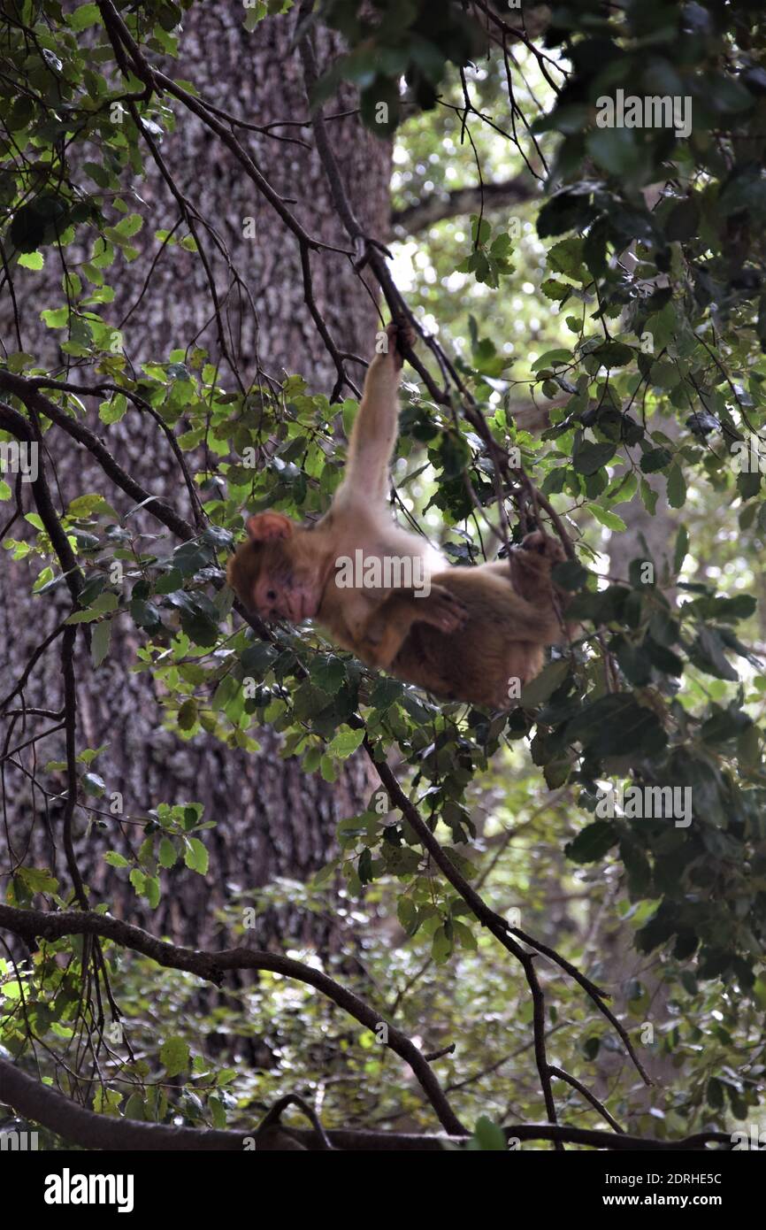Barbary Macaque in Morocco Stock Photo - Alamy