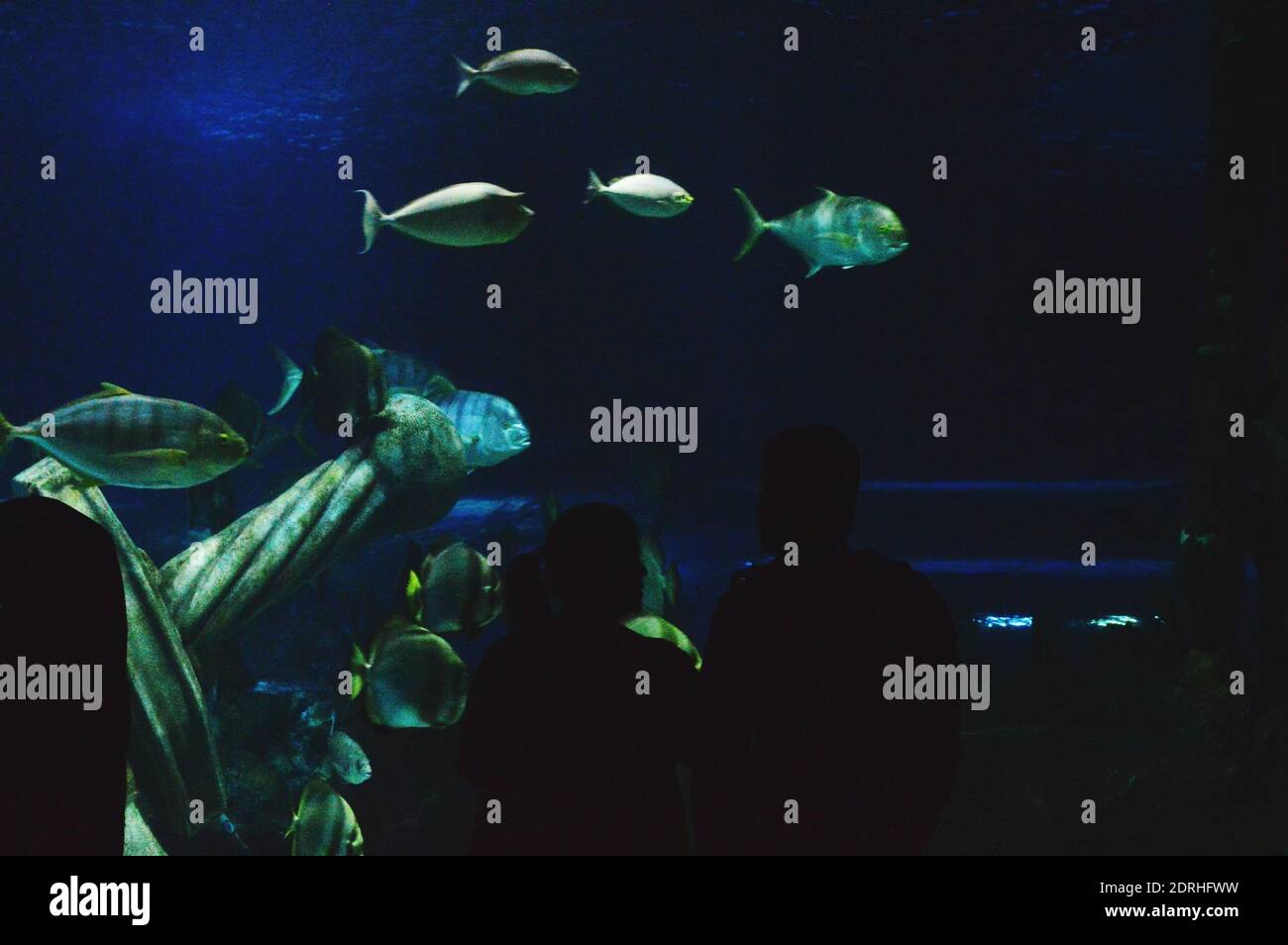 Fish Swimming In Aquarium Stock Photo - Alamy