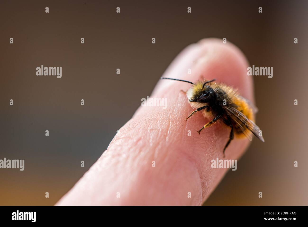 Wasp On Finger High Resolution Stock Photography and Images - Alamy