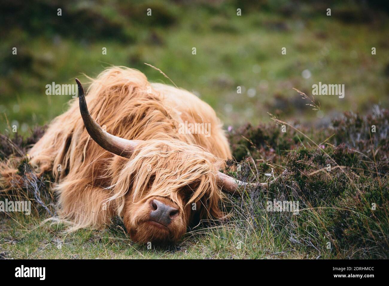 Grassy moor hi-res stock photography and images - Alamy