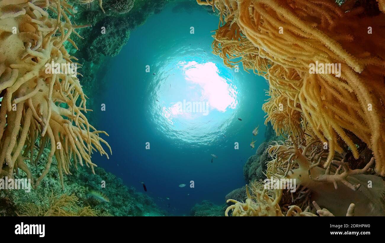 Tropical fishes and coral reef at diving. Underwater world with corals ...