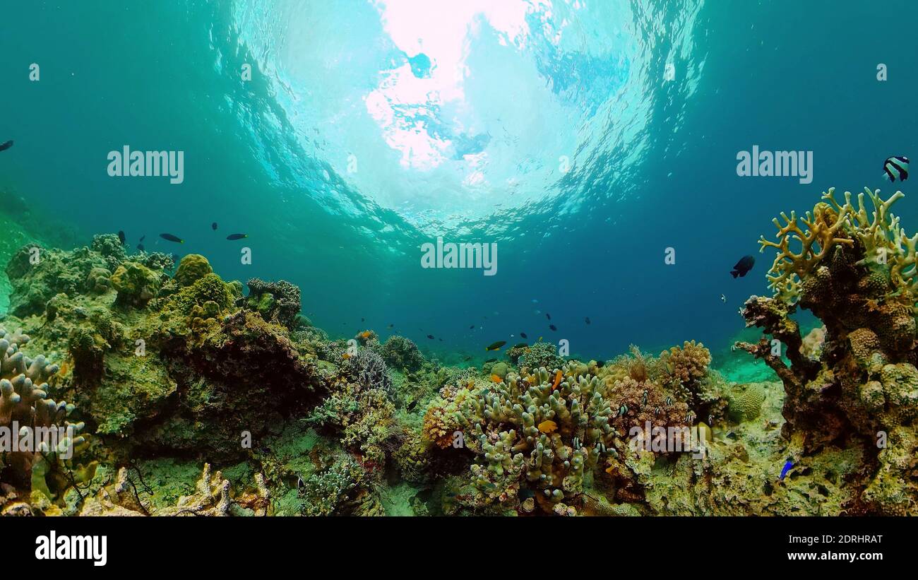 Tropical Blue Water Colorful Fishes. Tropical underwater sea fish ...