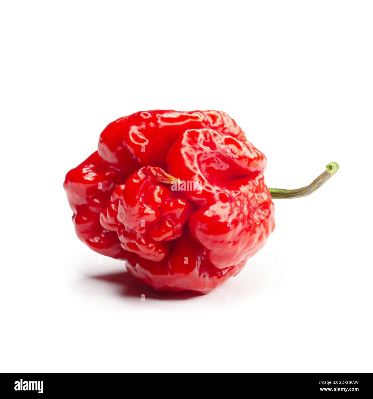 Carolina Reaper, the hottest chile pepper Capsicum chinense, whole ripe ...