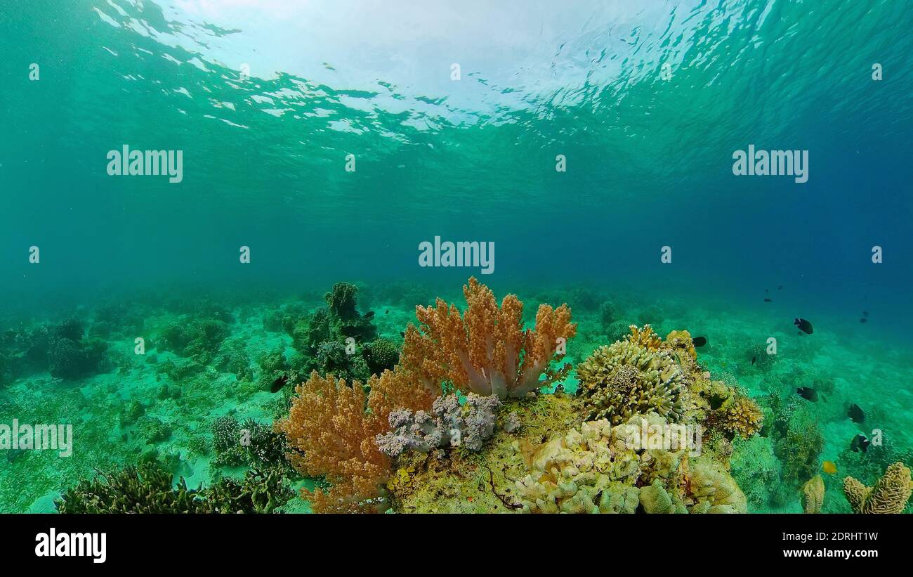 Underwater fish reef marine. Tropical colorful underwater seascape with ...
