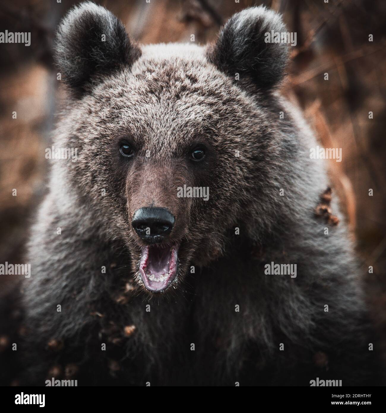 Transylvania brown bear hi-res stock photography and images - Alamy