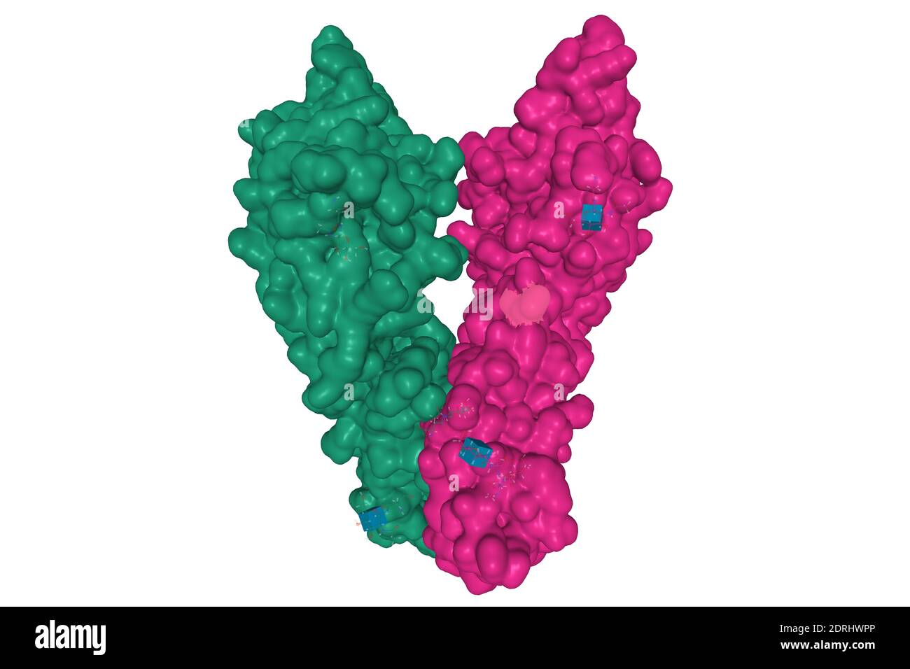 Crystal structure of human CD33, 3D surface model of homodimer with ...