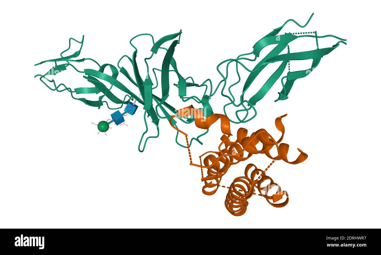 Structure of human interleukin-12 heterodimer, 3D cartoon model ...