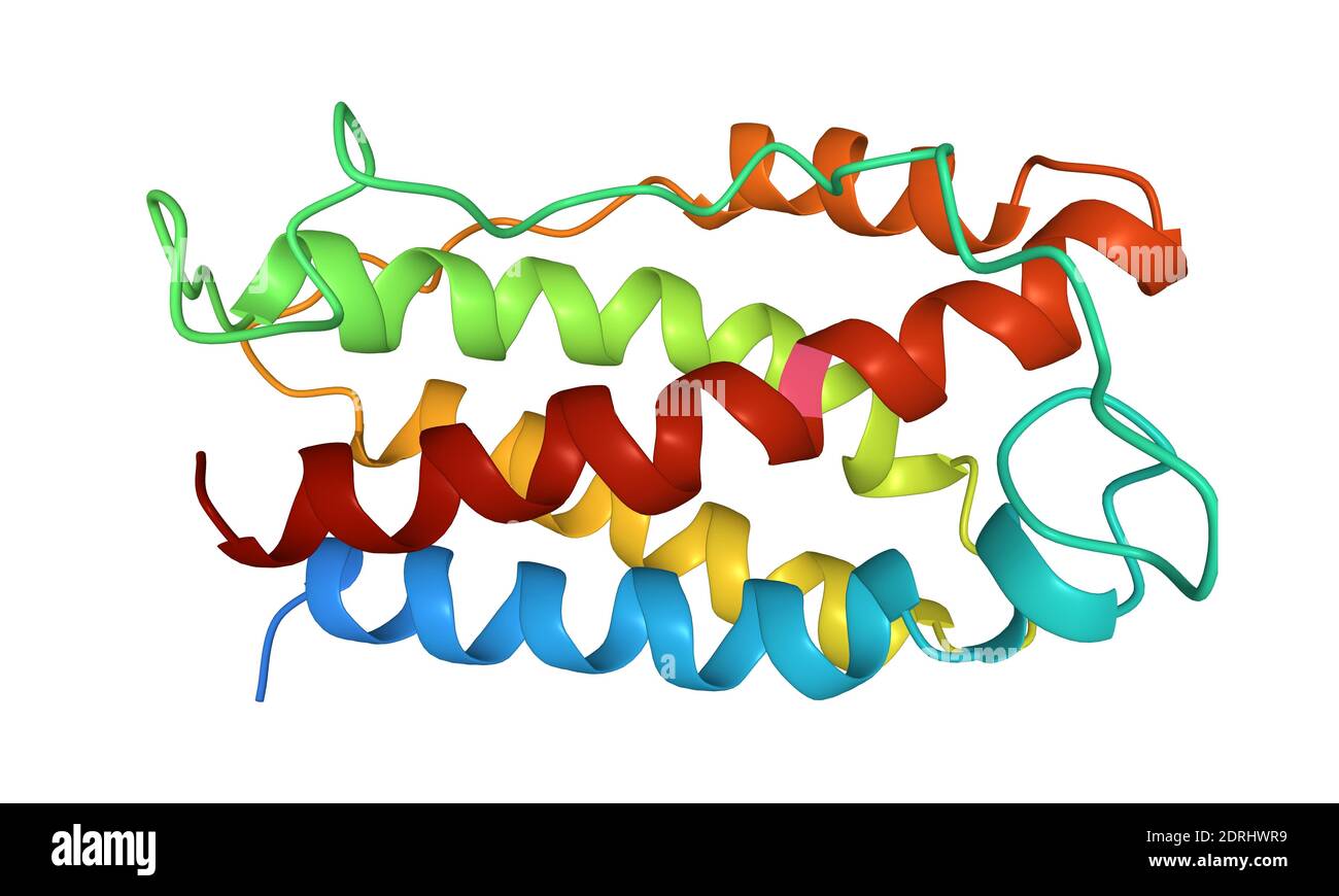 Structure of human interleukin-6, 3D cartoon model isolated, white ...