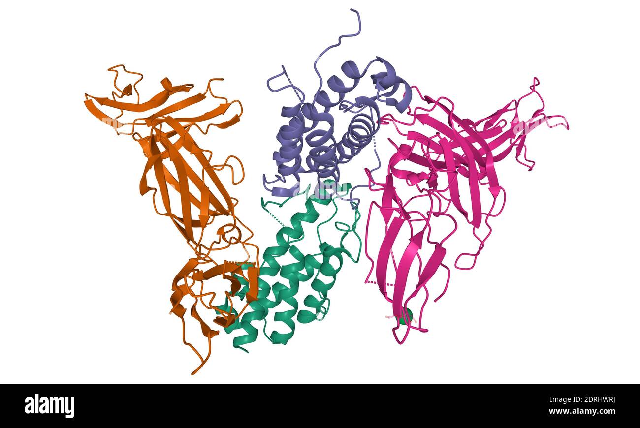 Structure of human interleukin-23 heterodimer, 3D cartoon model ...