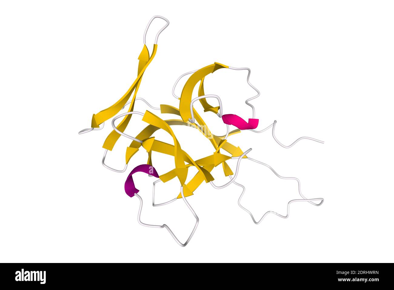Structure of human interleukin-33, 3D cartoon model isolated with ...