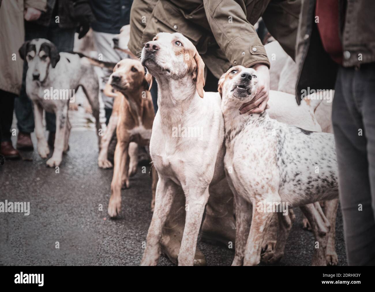 Hunting boot hi-res stock photography and images - Alamy