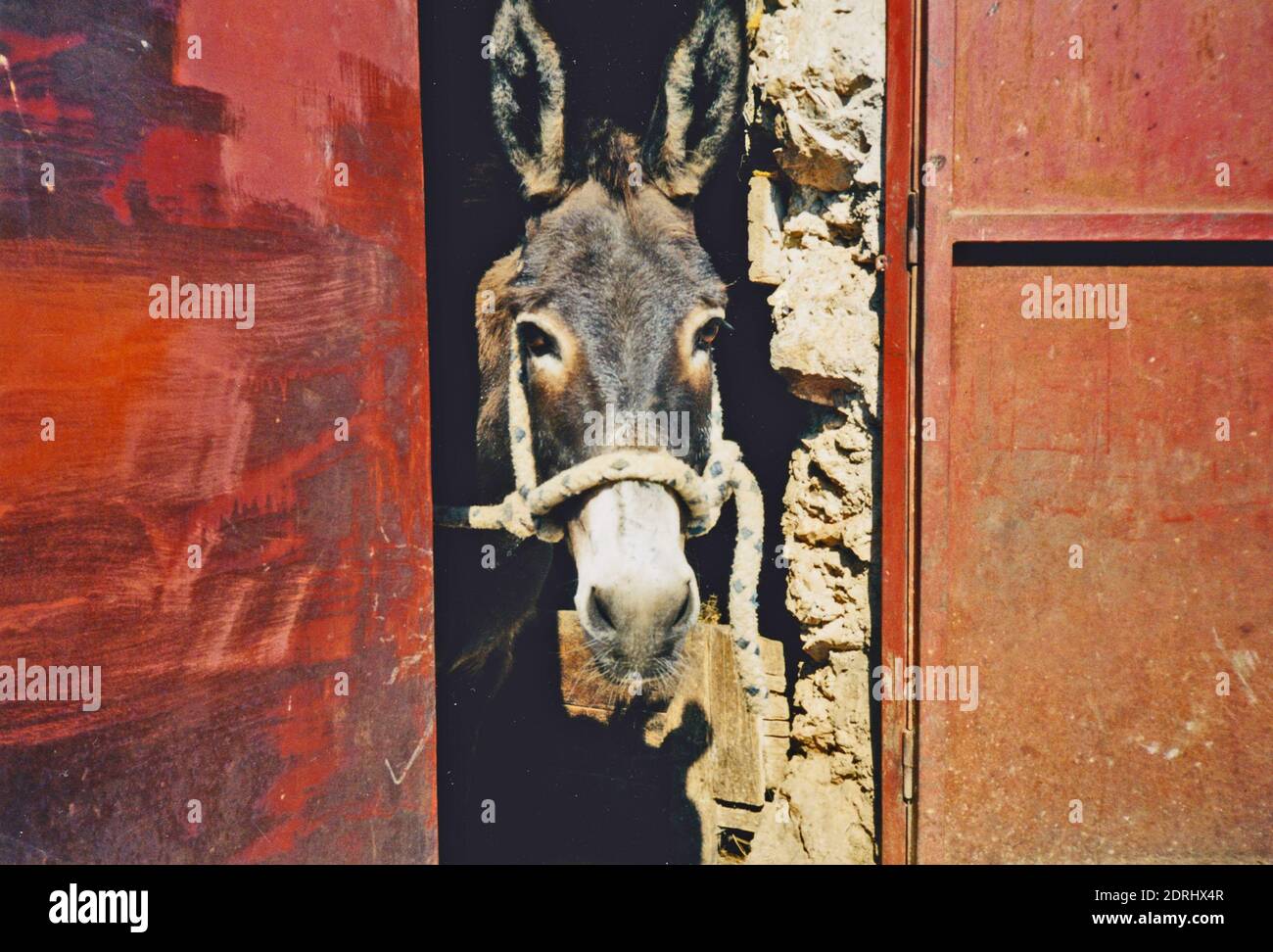 Donkey stable hi-res stock photography and images - Alamy