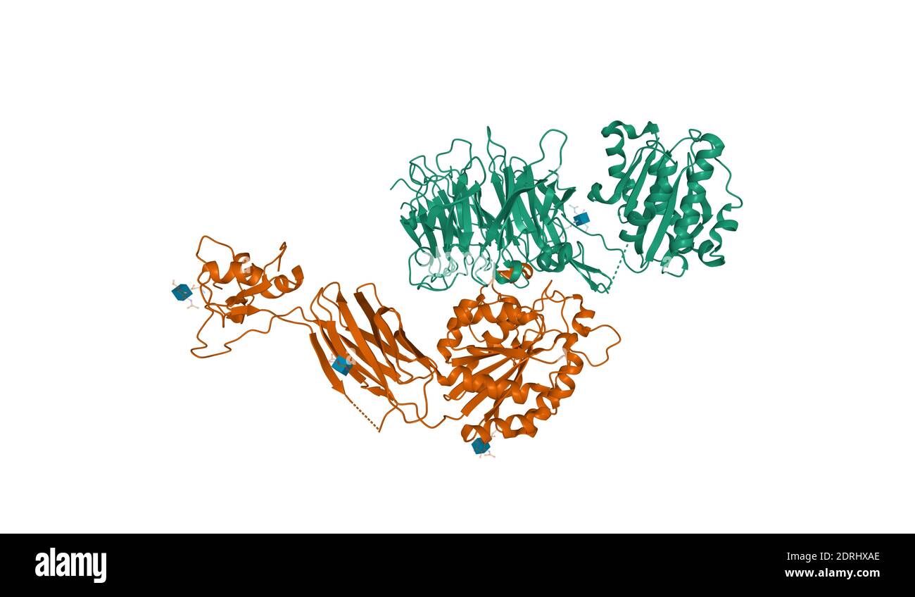 Structures of leukocyte integrin alpha-L (green) and beta-2 (brown), 3D ...