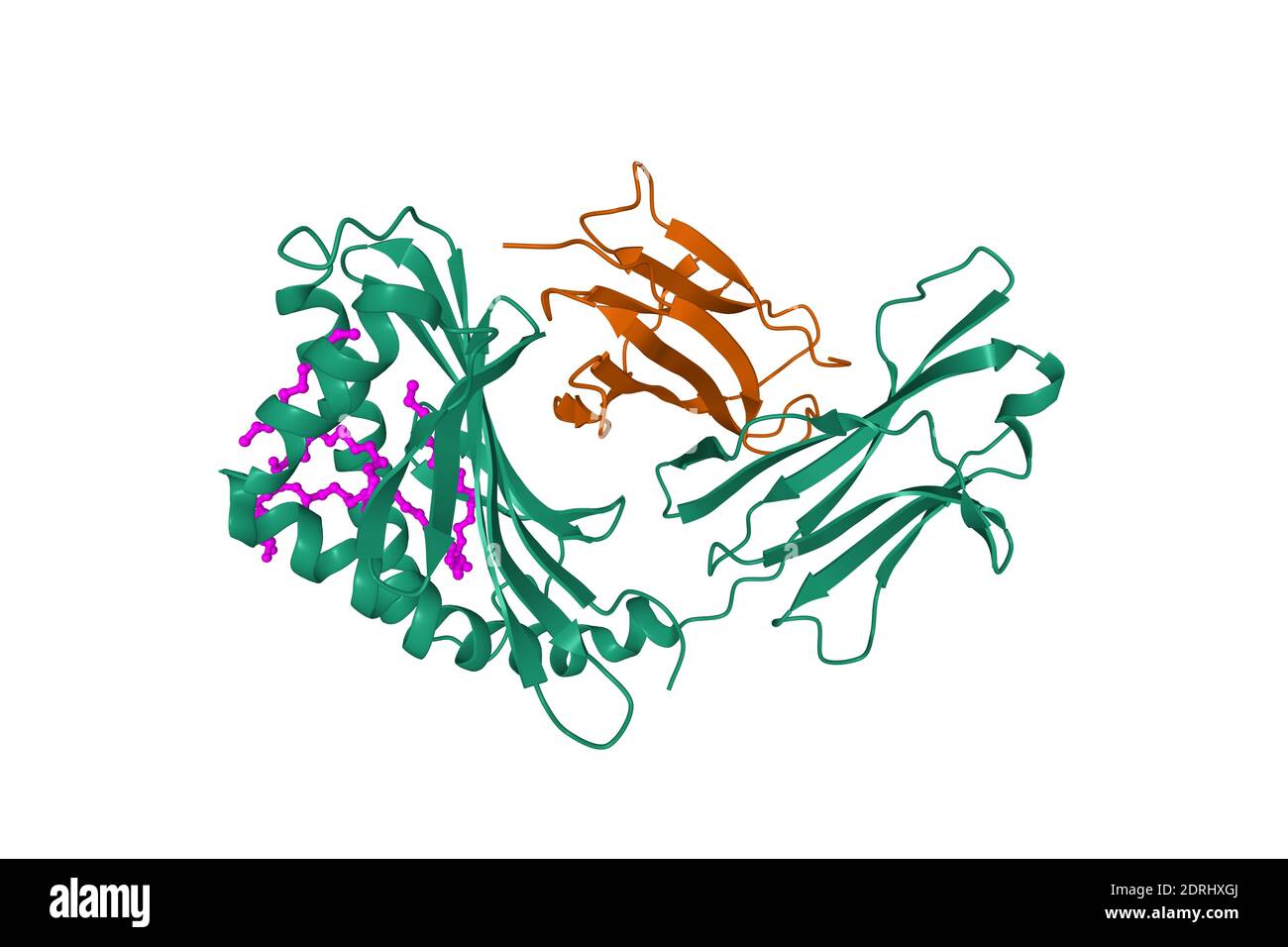 Ganglioside Structure